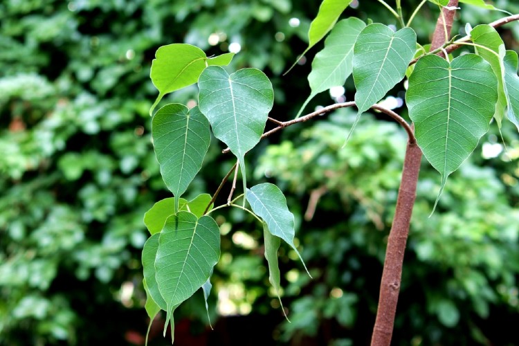 Benefits of planting Holy trees - Dravya Guna - Vaidyaनमः
